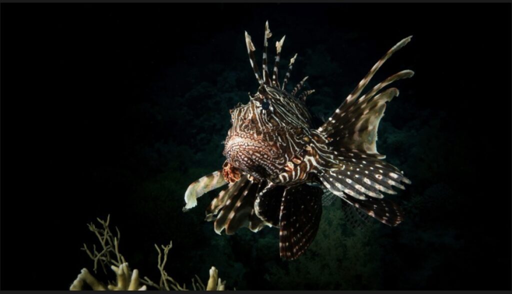The Invasion of the Lionfish: Understanding its Impact and Management ...