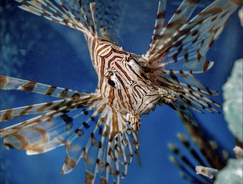 The Invasion of the Lionfish: Understanding its Impact and Management ...
